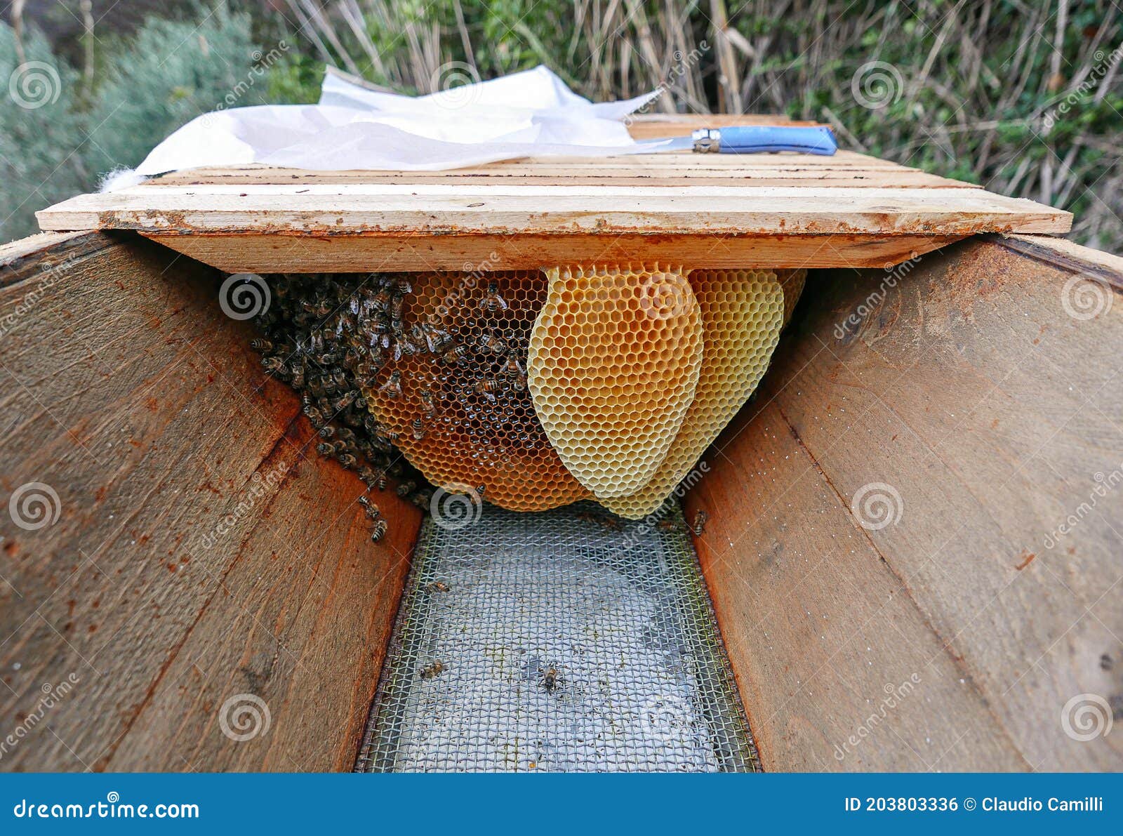 Bee Hive for Honey Production Stock Photo - Image of comb, colony ...