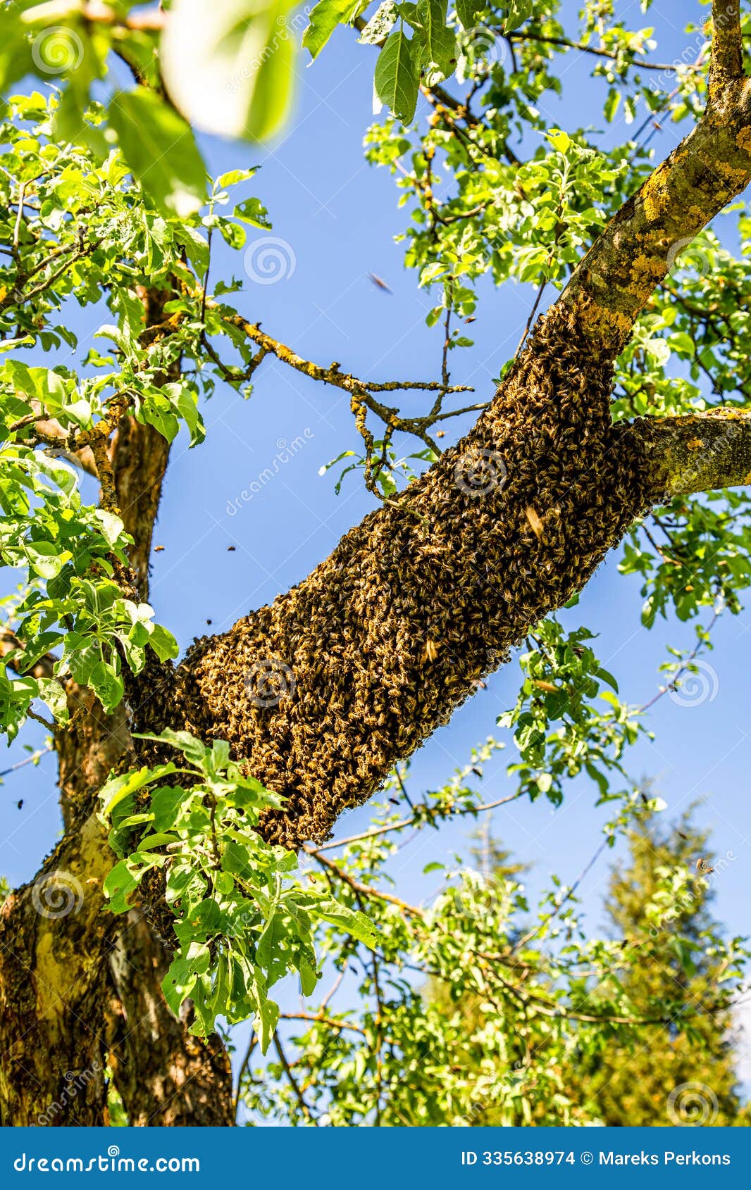 Bee Hive with Honeybee Swarm Hanging on a Tree Branch. Swarming Bees ...