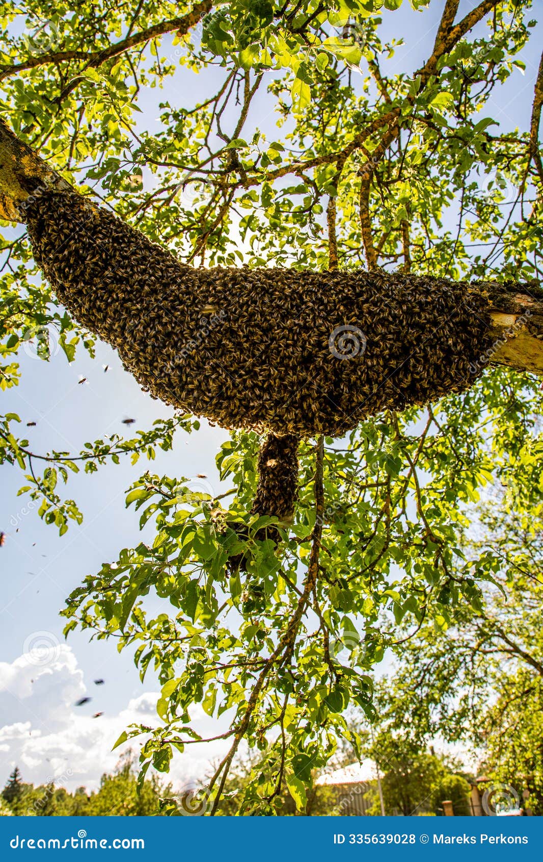 Bee Hive with Honeybee Swarm Hanging on a Tree Branch. Swarming Bees Stock Photo - Image of ...