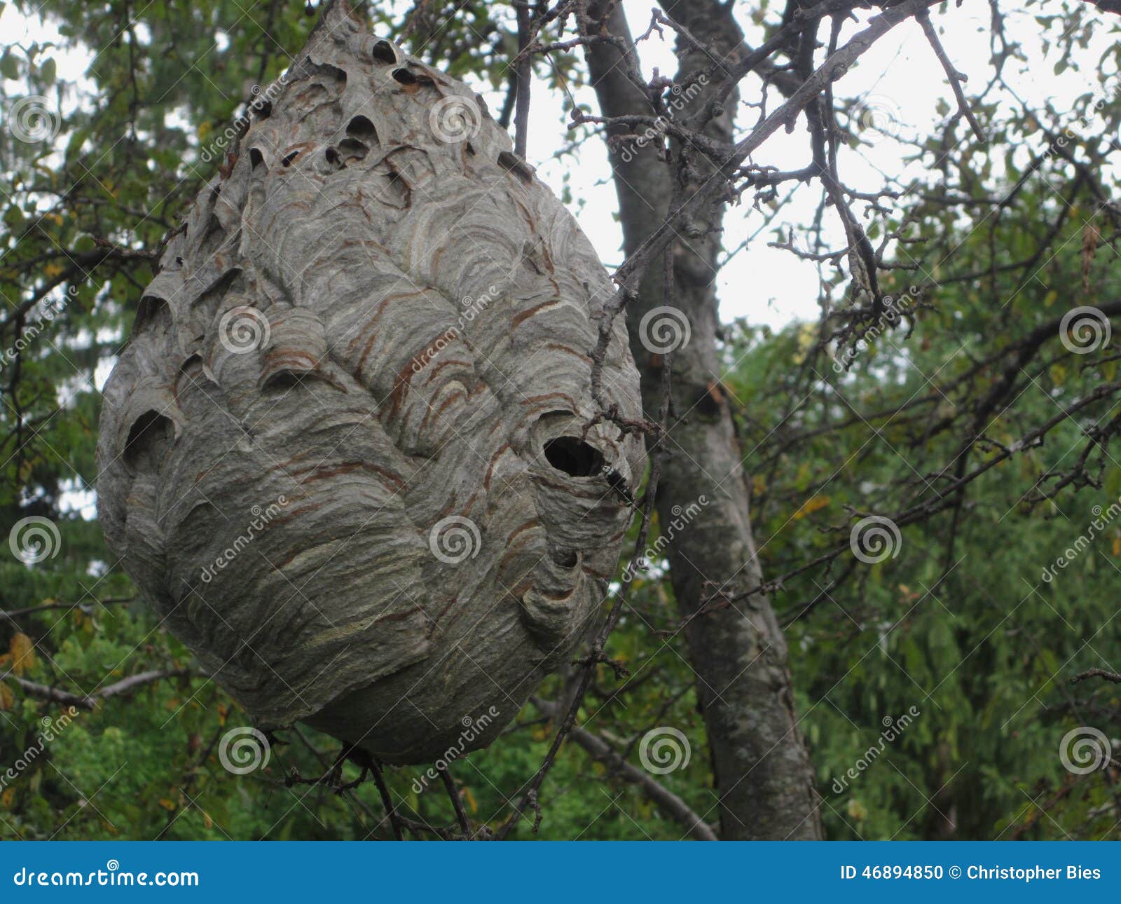 Bee Hive stock photo. Image of beehive, green, honey - 46894850