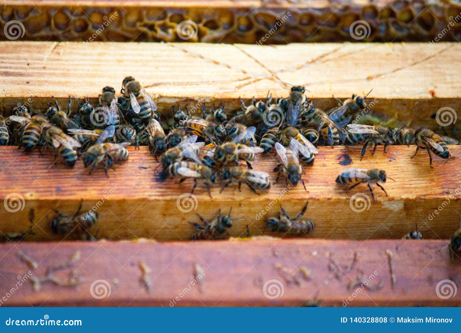 Bee hive inside the frame stock photo. Image of beekeeping - 140328808