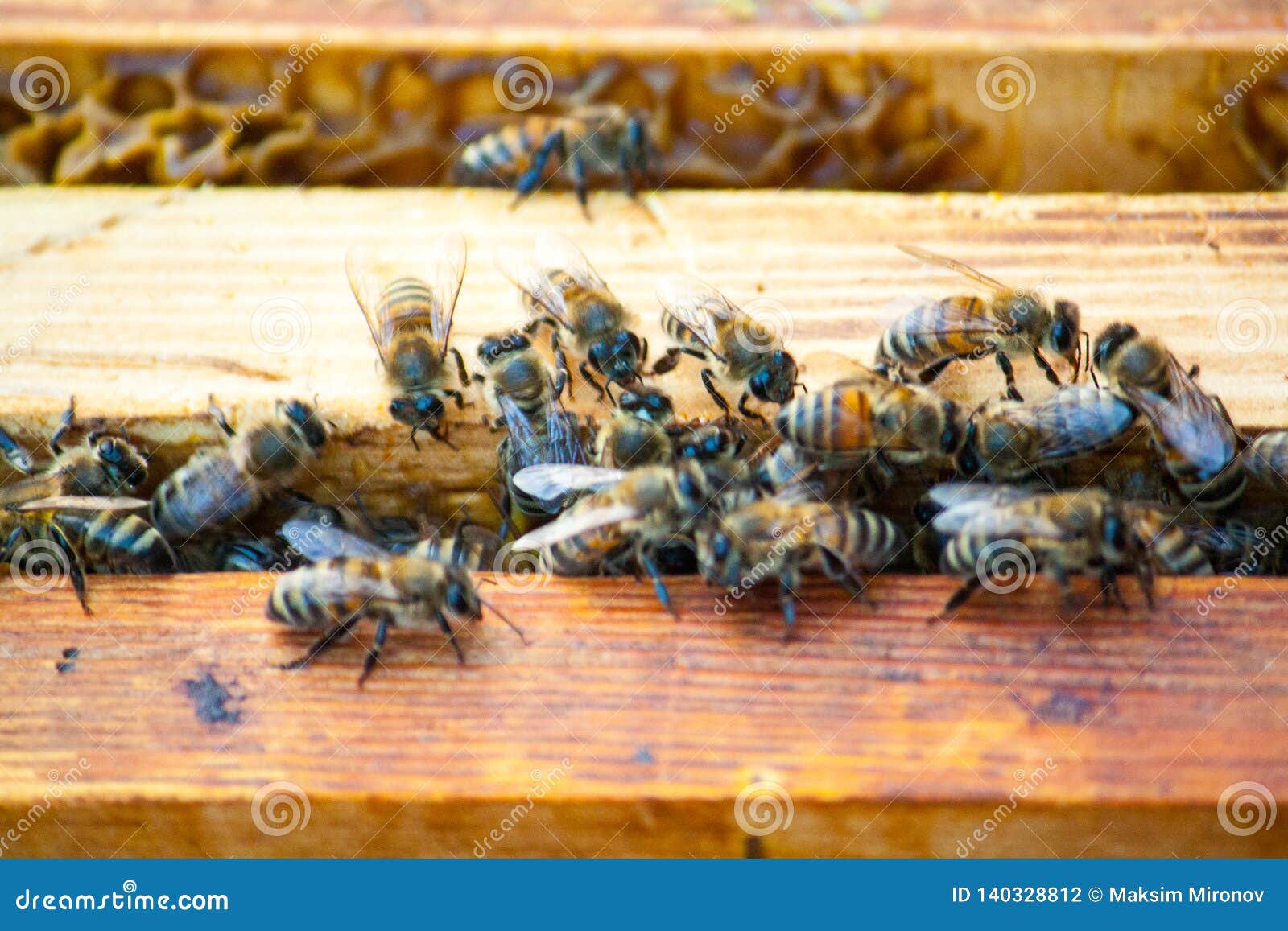 Bee hive inside the frame stock photo. Image of apiary - 140328812
