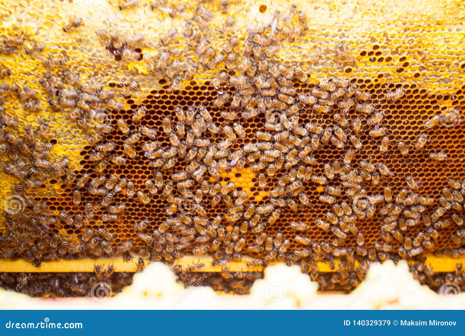 Bee hive inside the frame stock image. Image of inside - 140329379