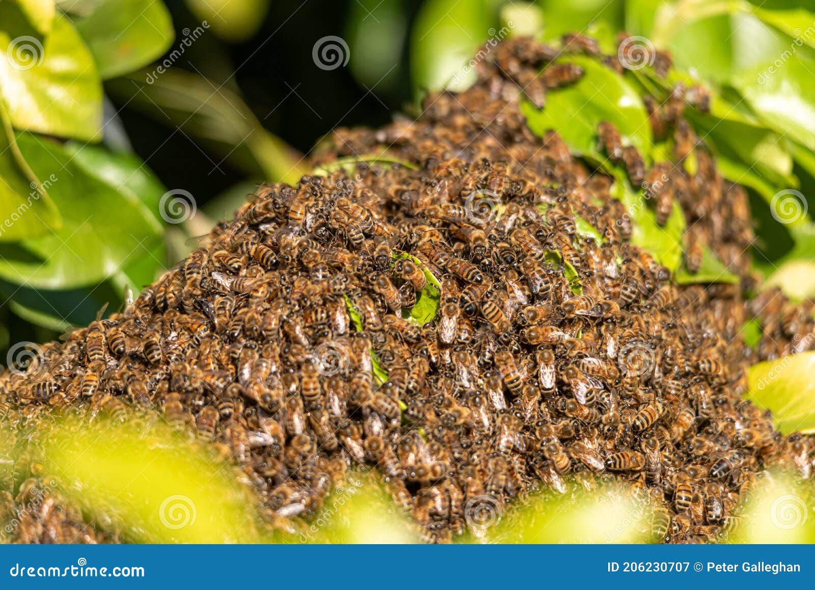 Bee Hive from a Moving Queen on a Tree Stock Image - Image of honeycomb ...