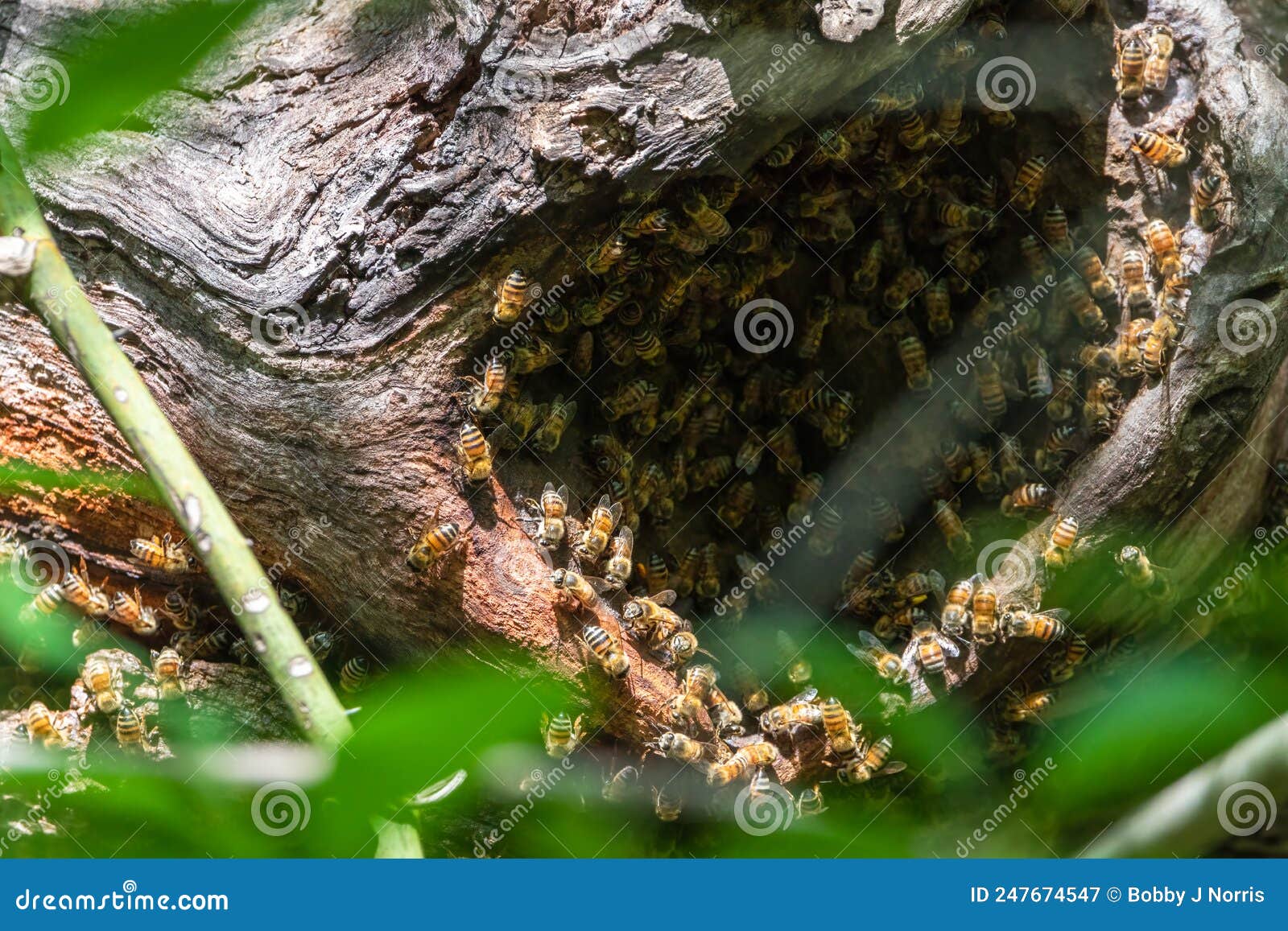 Bee Hive in an Old Oak Tree Stock Image - Image of bees, wildlife ...