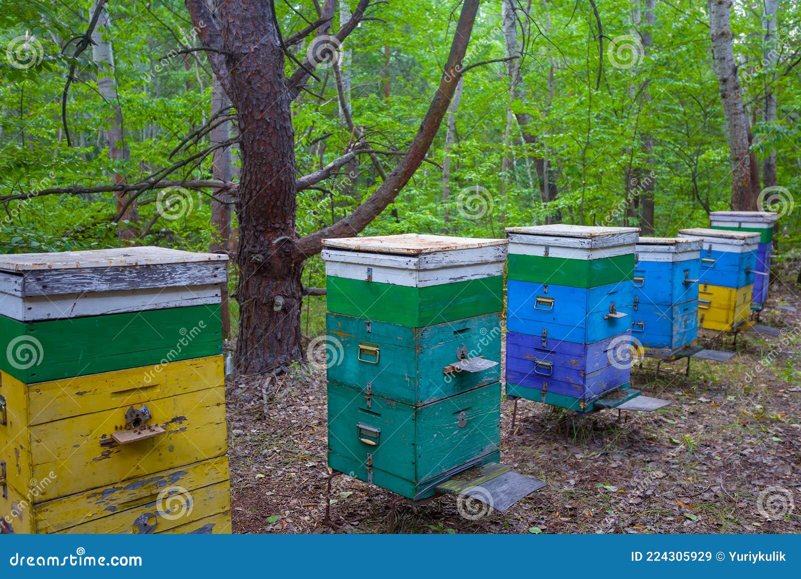 Bee Hive Plantation in Forest Stock Image - Image of agricultural ...