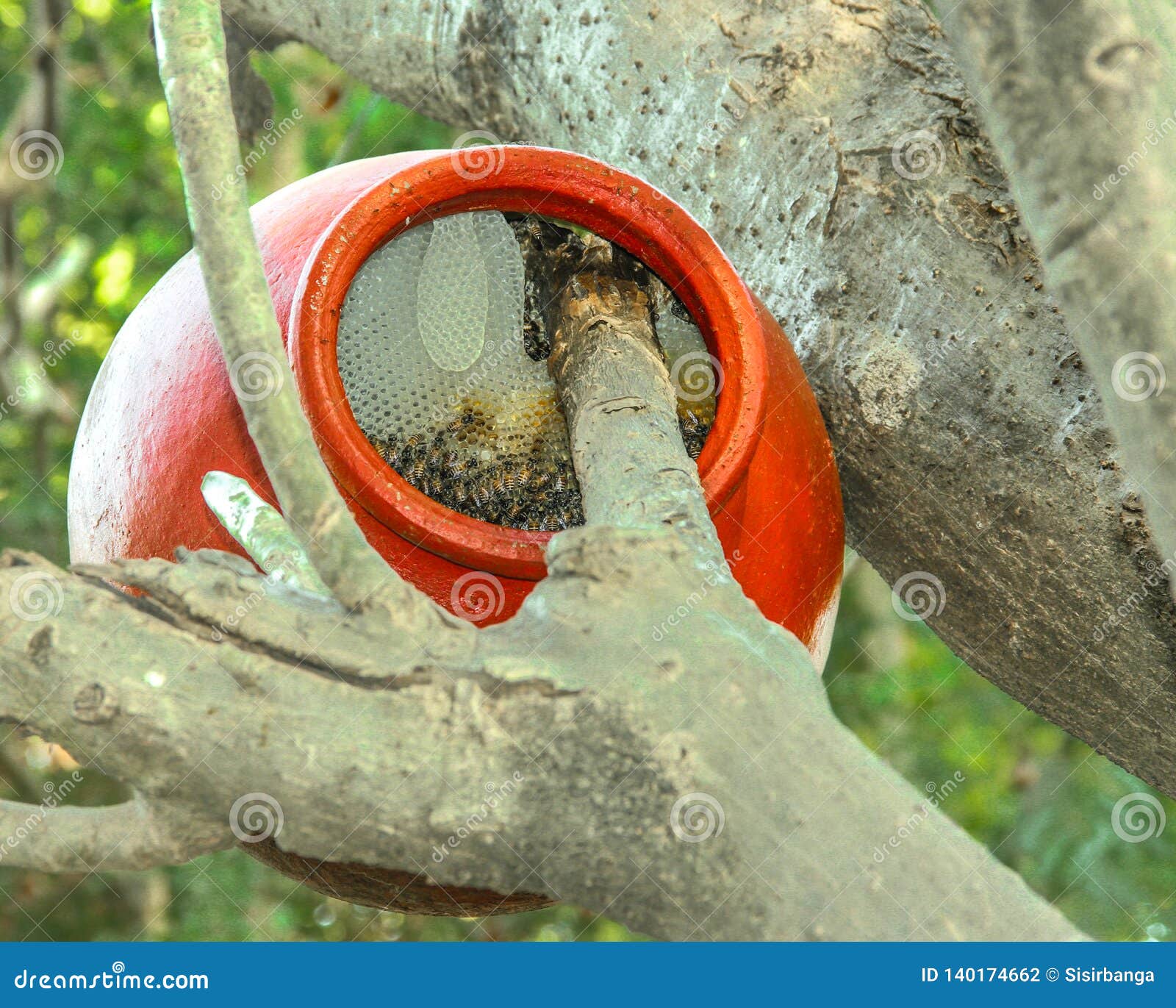 Bee hive in a pot stock photo. Image of honey, broken - 140174662
