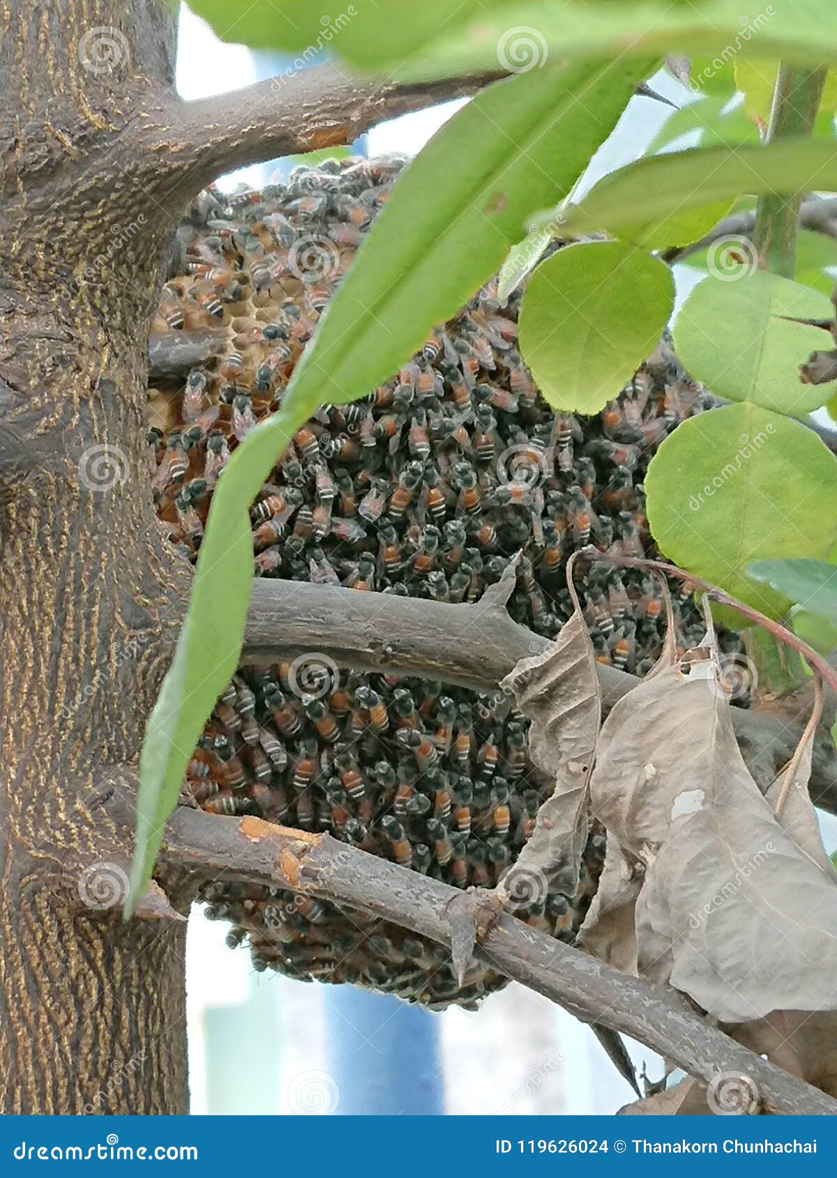 Bee hive stock photo. Image of honey, hive, bees, protect - 119626024