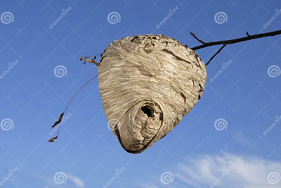 Bee Hive, the real thing stock image. Image of nestnest - 7856093