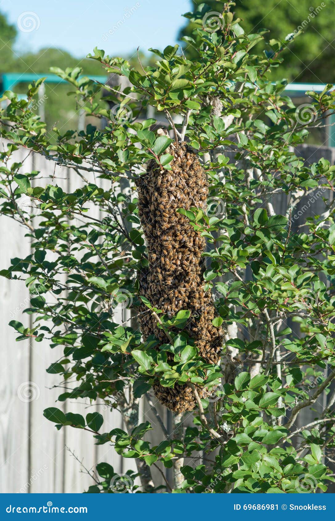 Bee hive stock image. Image of brown, insect, yellow - 69686981