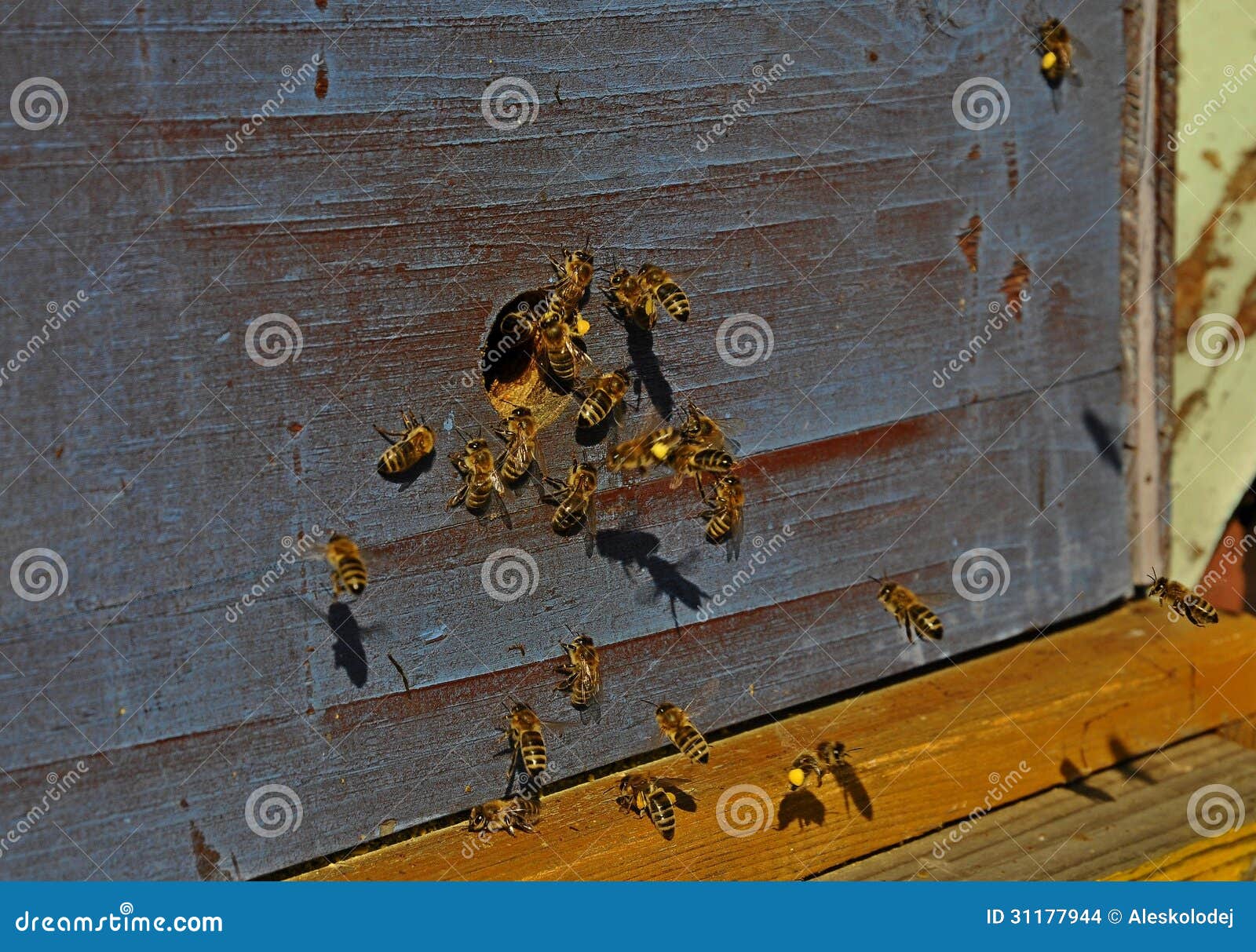 Bee and hive in the spring stock photo. Image of work - 31177944