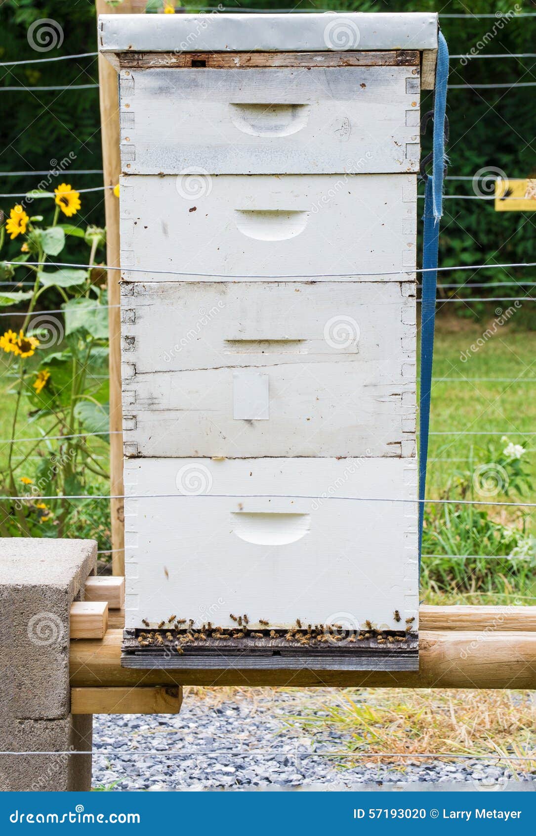 Bee Hive stock photo. Image of hexapod, boxes, langstroth - 57193020