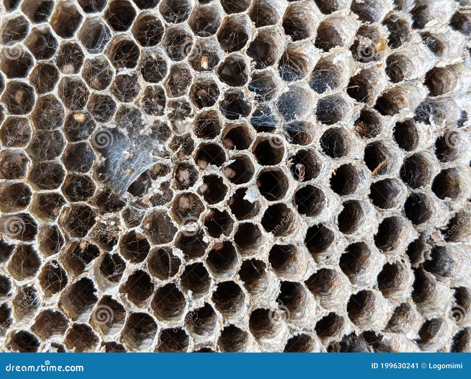 Bee Hive Texture Background, Close Up View Stock Image - Image of ...