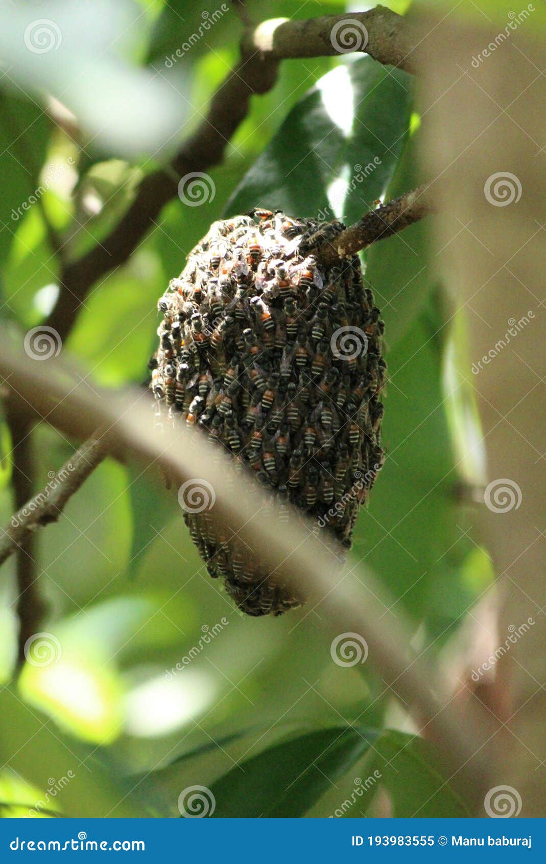A bee hive on a tree stock image. Image of green, leaf - 193983555
