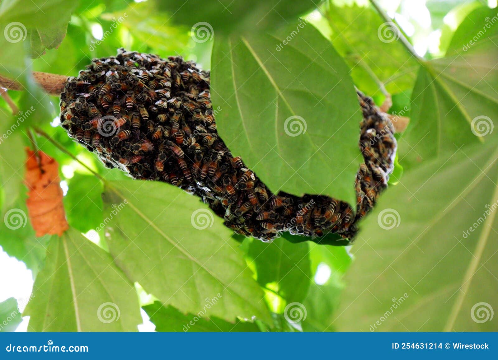 Bee Hive on a Tree Branch in the Forest Stock Photo - Image of plant ...