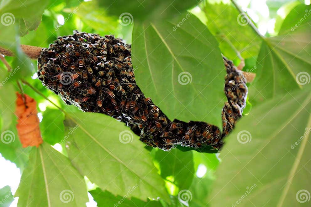 Bee Hive on a Tree Branch in the Forest Stock Photo - Image of plant ...