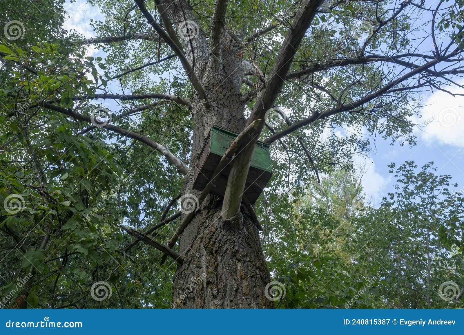 Bee Hive on a Tree. Hive for Catching a Bee Swarm Stock Image - Image ...