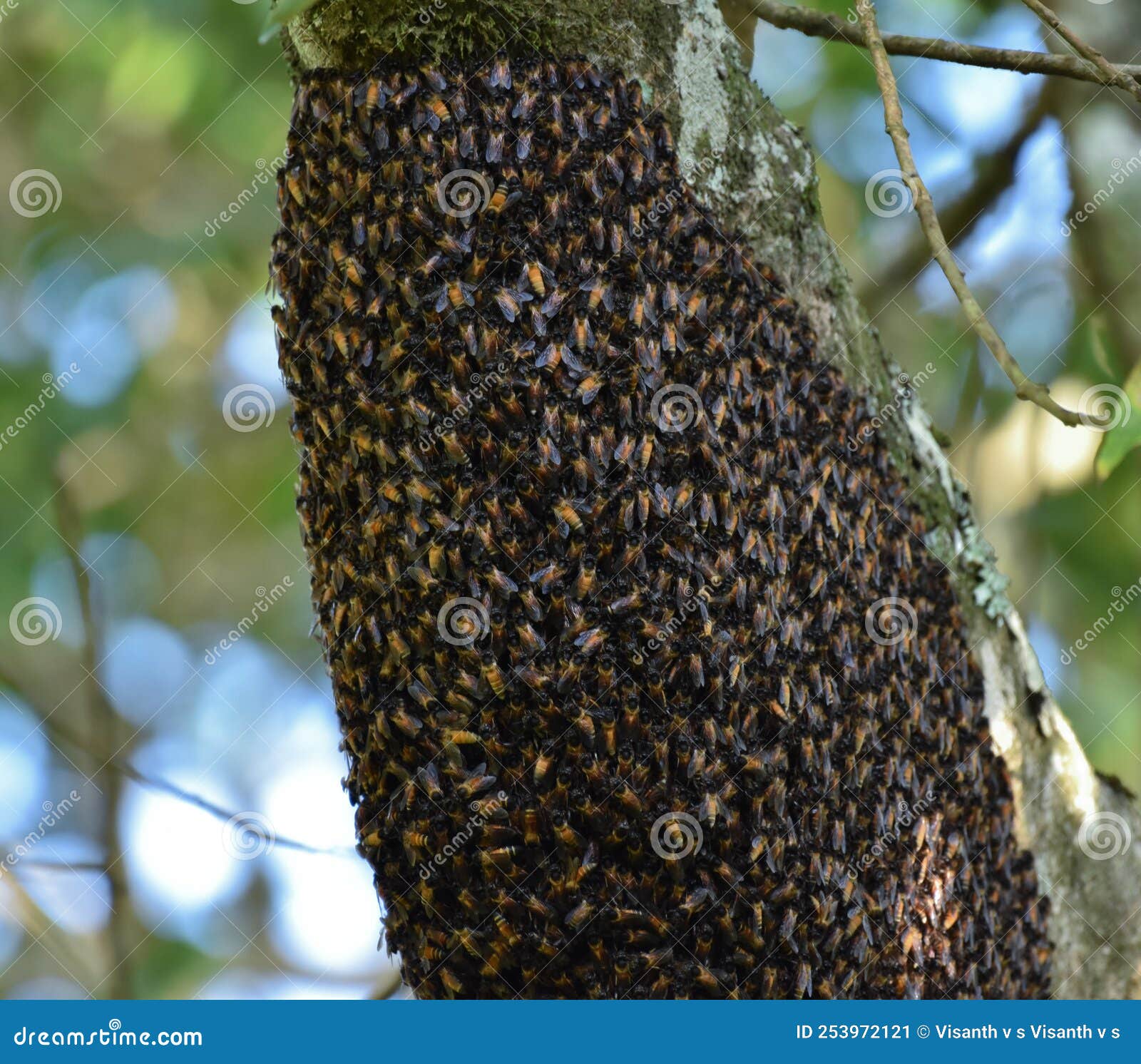 Bee Hive on Tree in Forest for Honey Stock Image - Image of hive, honey ...