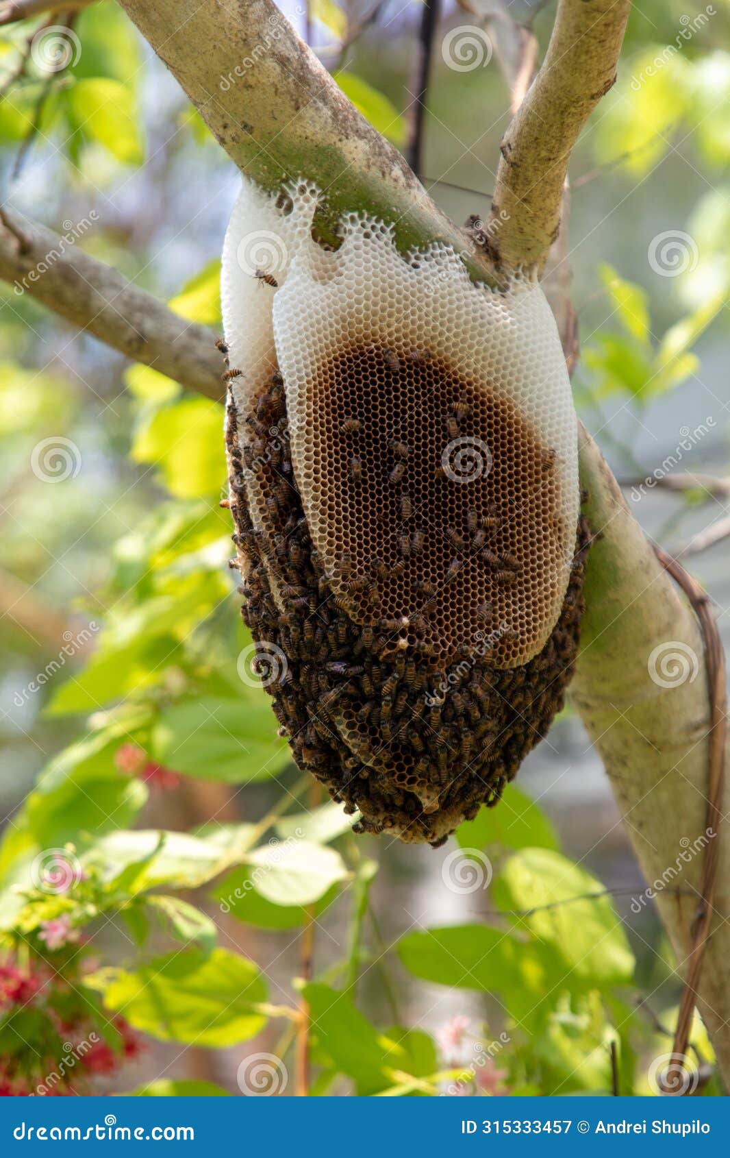 Bee Hive on a Tree in the Park Stock Image - Image of honey, hurt ...