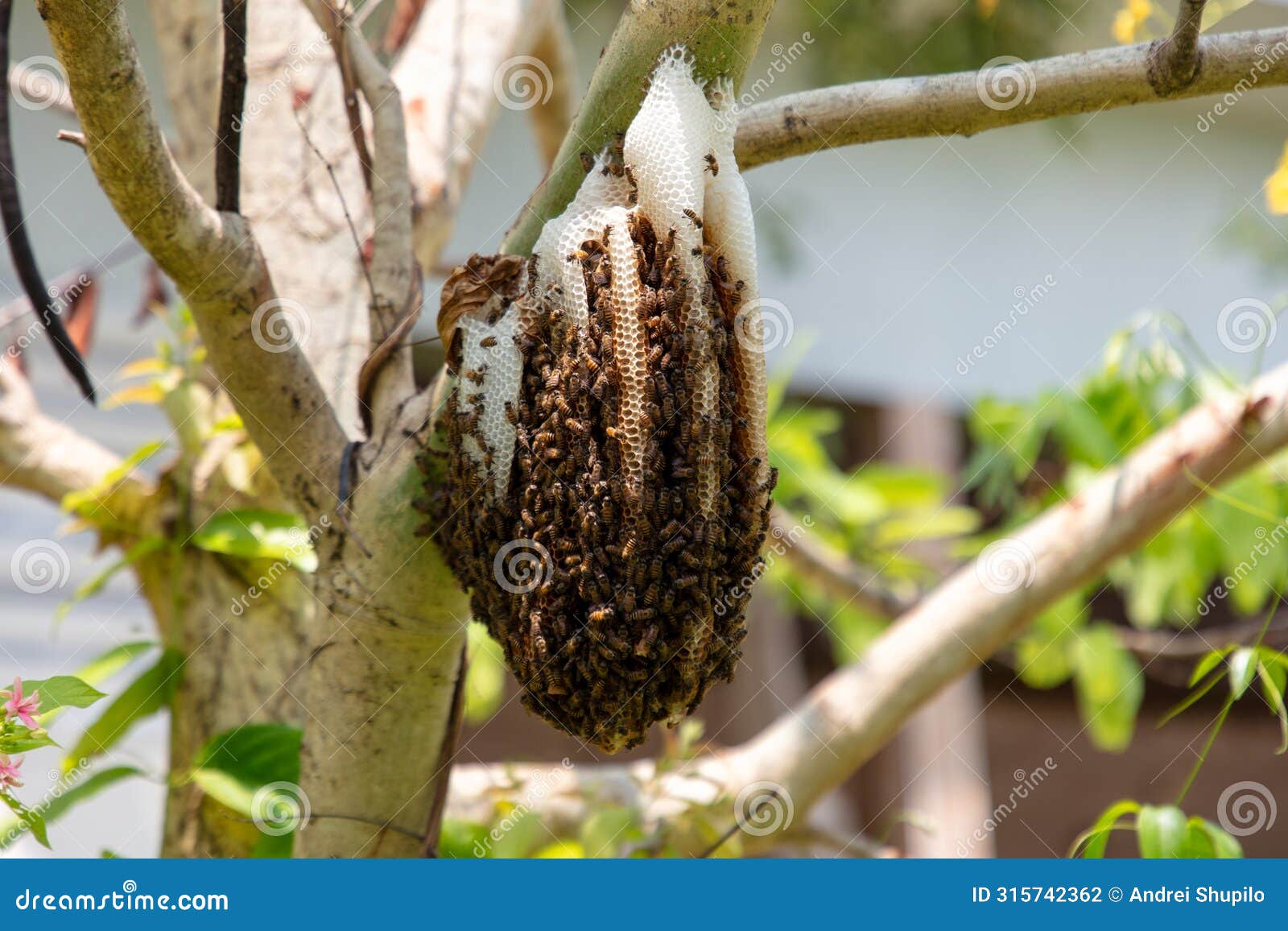 Bee Hive on a Tree in the Park Stock Photo - Image of wildlife, insect ...