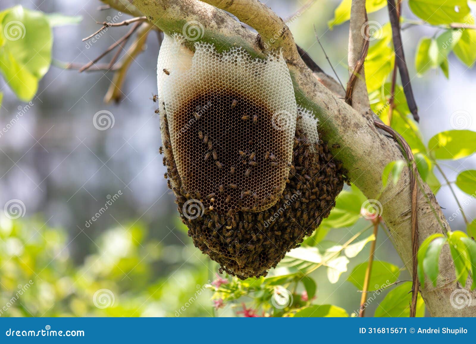 Bee Hive on a Tree in the Park Stock Image - Image of sting, insect ...
