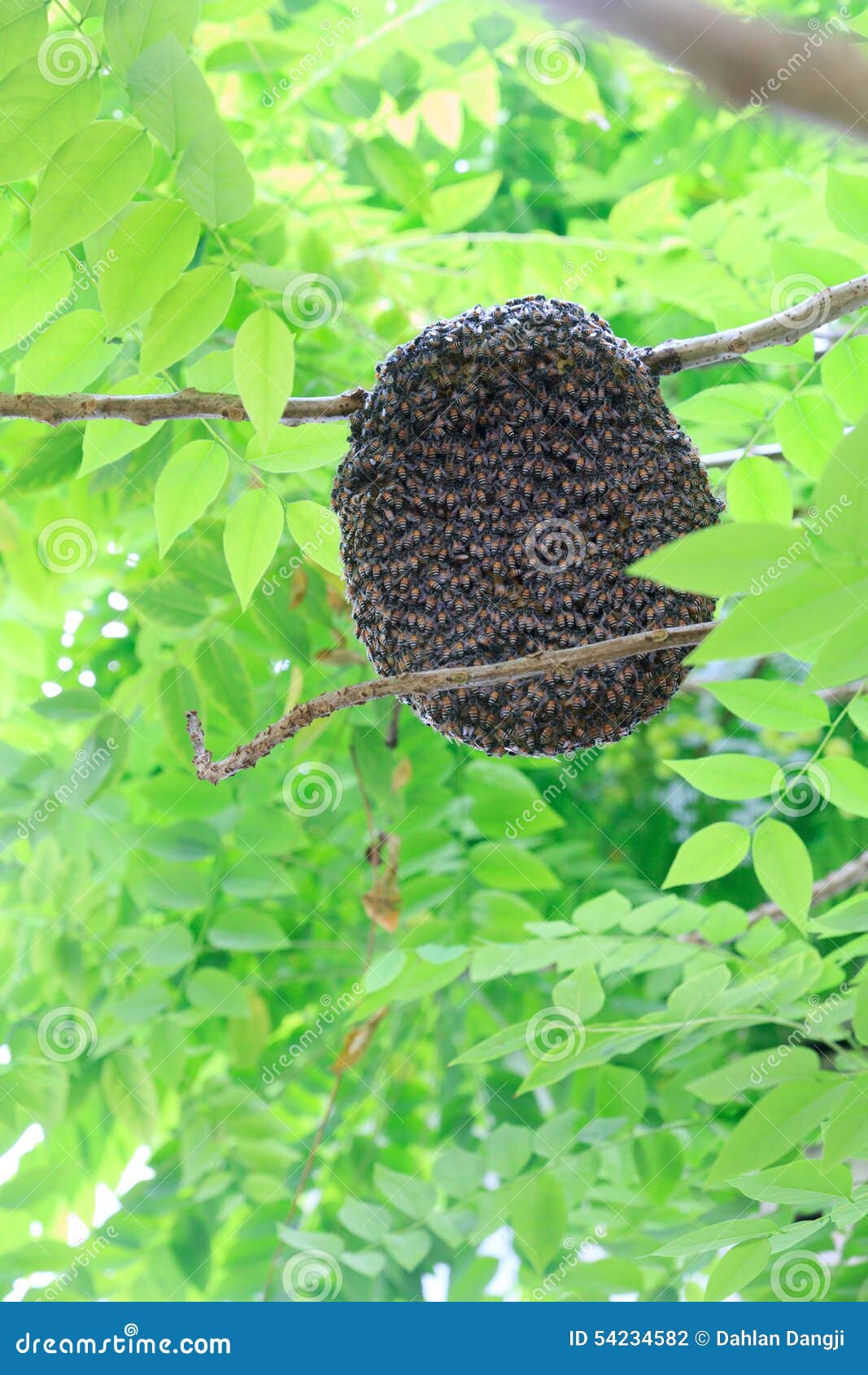 Bee hive on tree stock photo. Image of green, hives, nature - 54234582