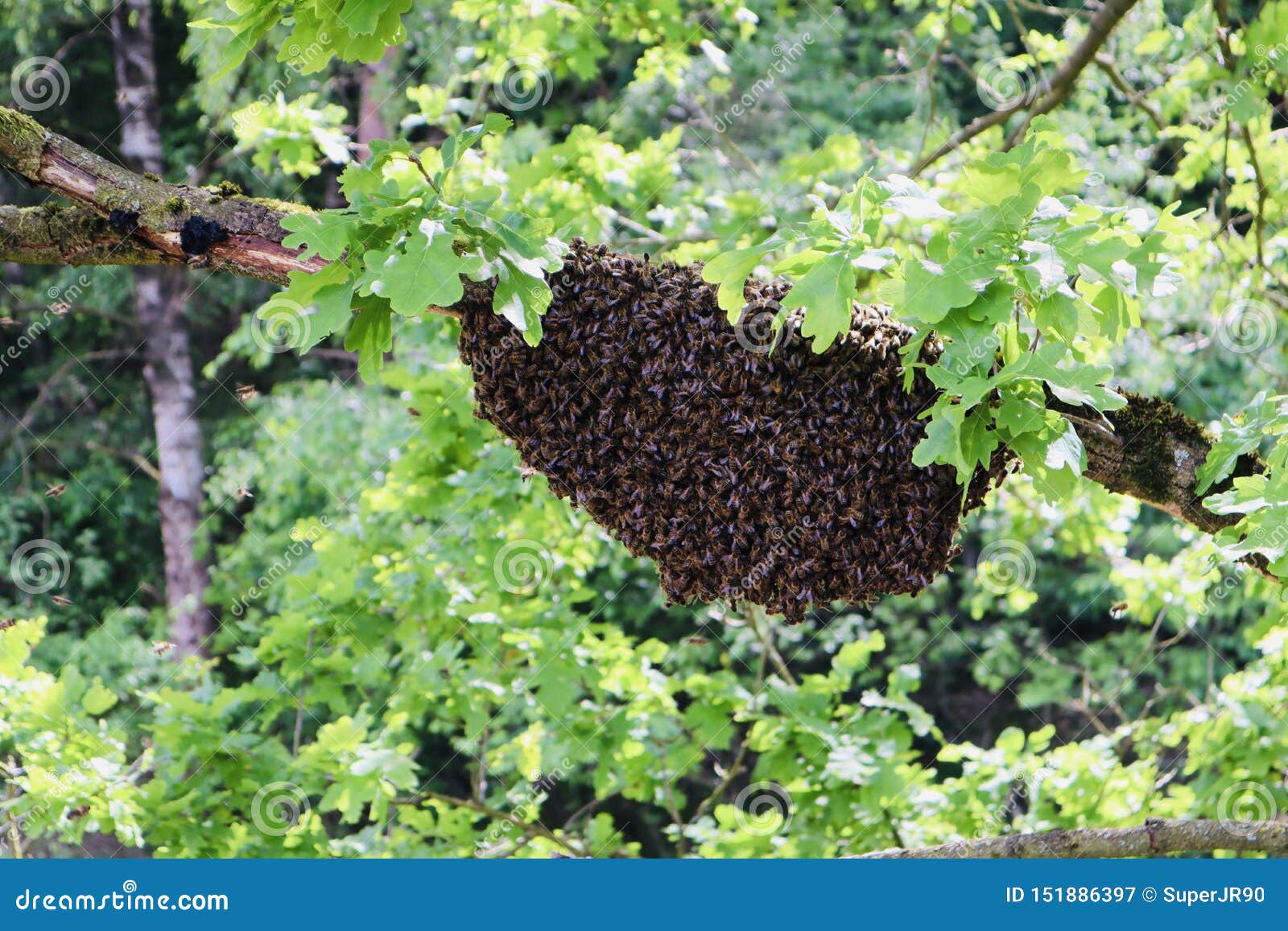 Bee hive in wild nature. stock image. Image of field - 151886397