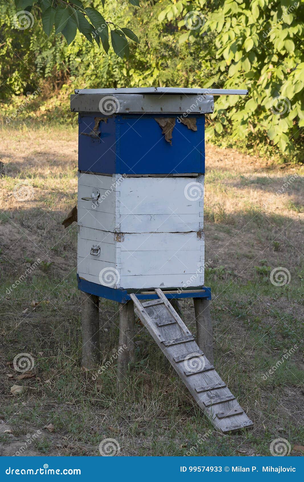Bee hive stock image. Image of green, hive, honeycomb - 99574933