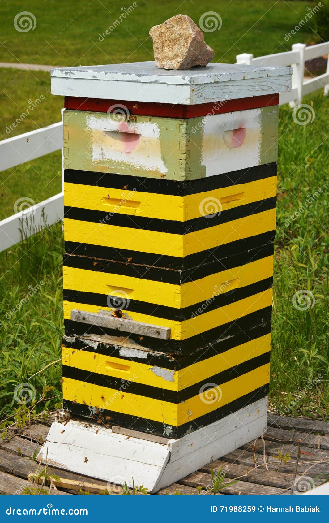 Bee Hive stock image. Image of bees, hive, honey, insects - 71988259
