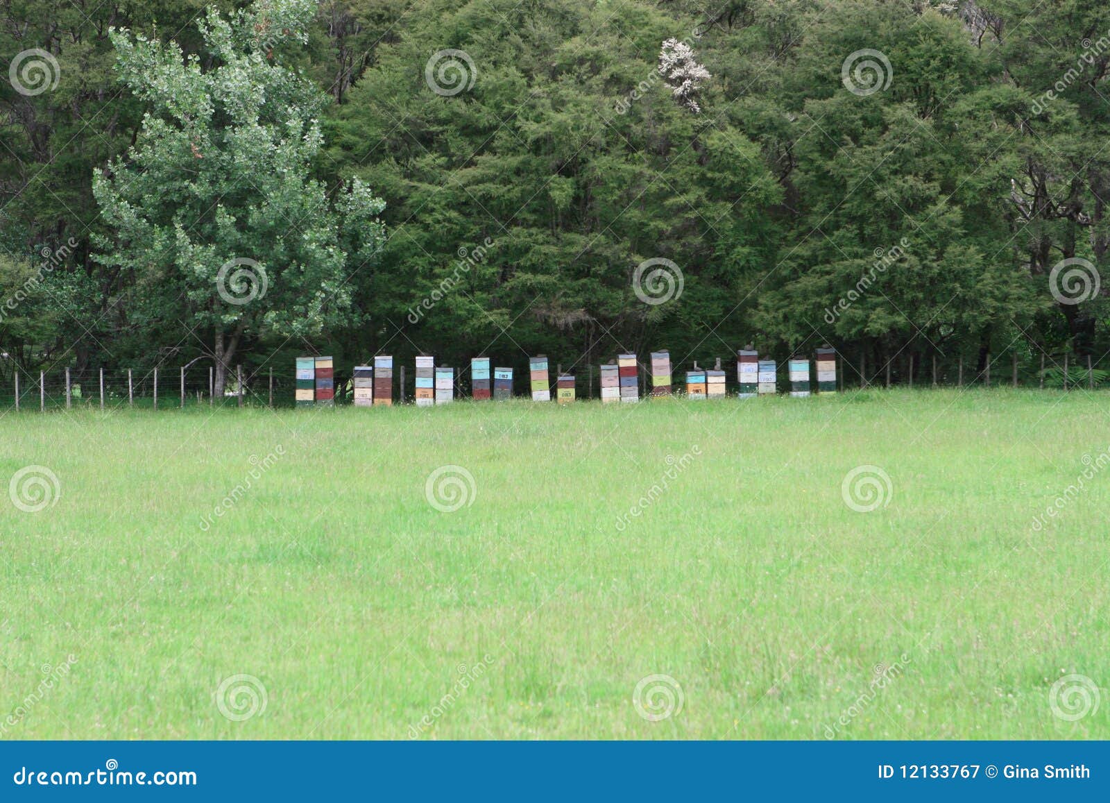 Bee hives stock image. Image of farm, countryside, bees - 12133767