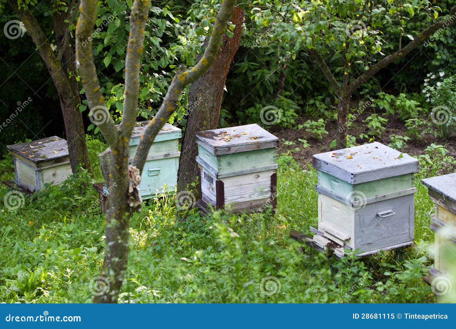 Bee hives stock image. Image of flight, long, hive, farm - 28681115