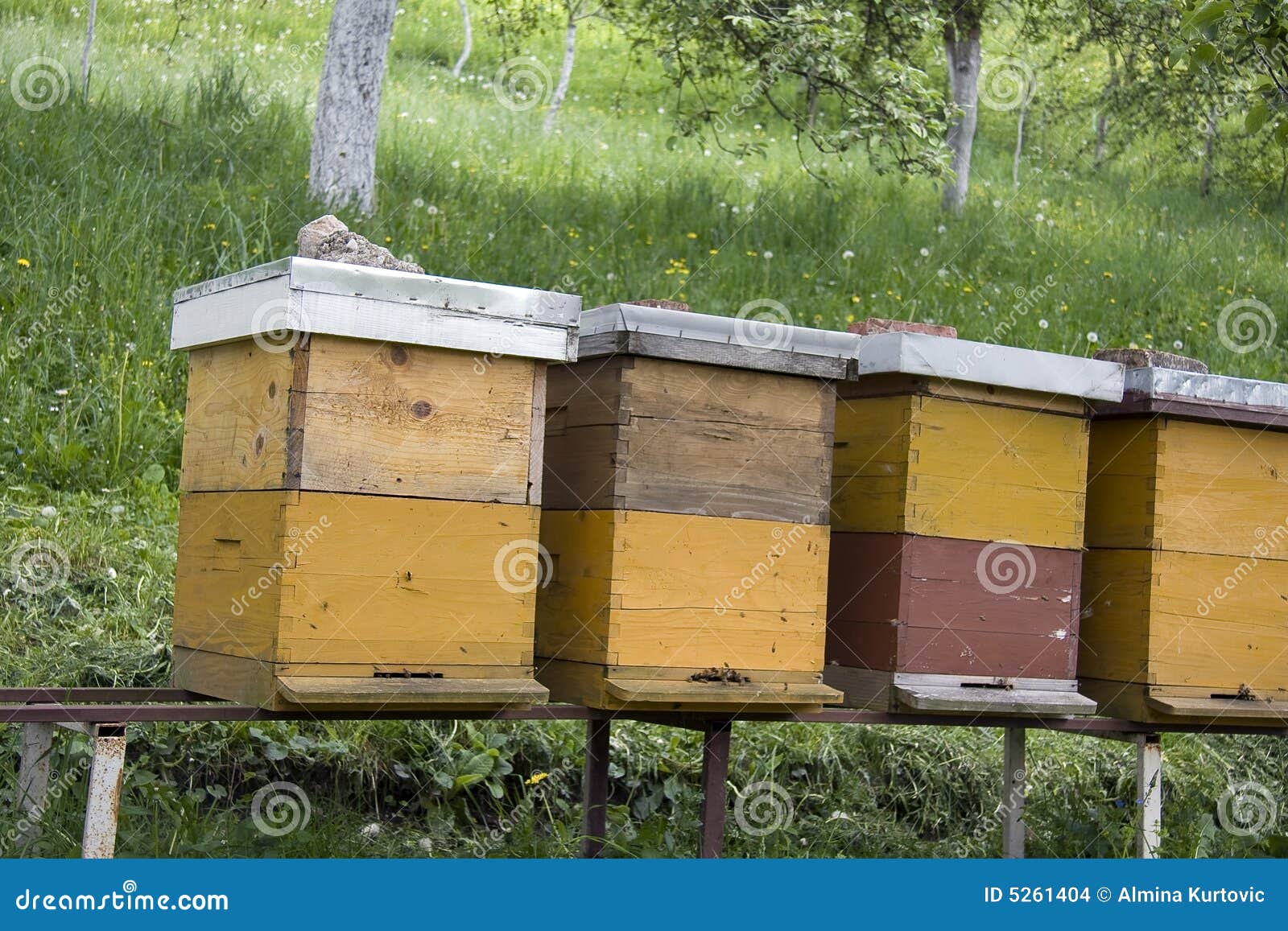 Bee hives stock photo. Image of leaf, insects, beehive - 5261404
