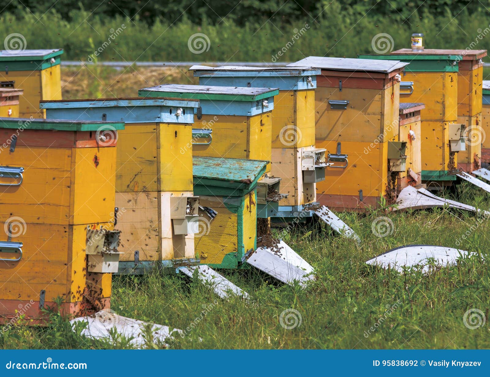 Bee Hives are in the Apiary Stock Photo - Image of grass, pollen: 95838692