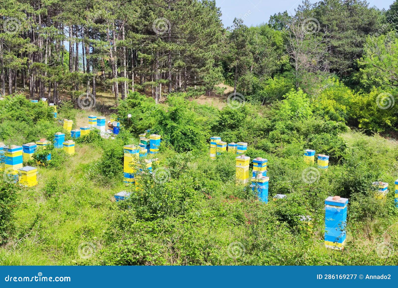 Bee Hives in Apiary in a Pine Forest Stock Image - Image of agriculture ...