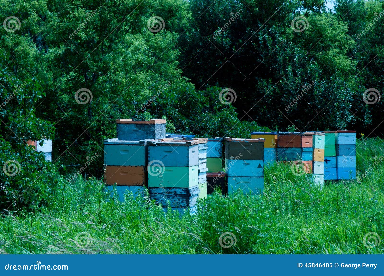 Bee hives stock image. Image of field, colony, blue, grass - 45846405