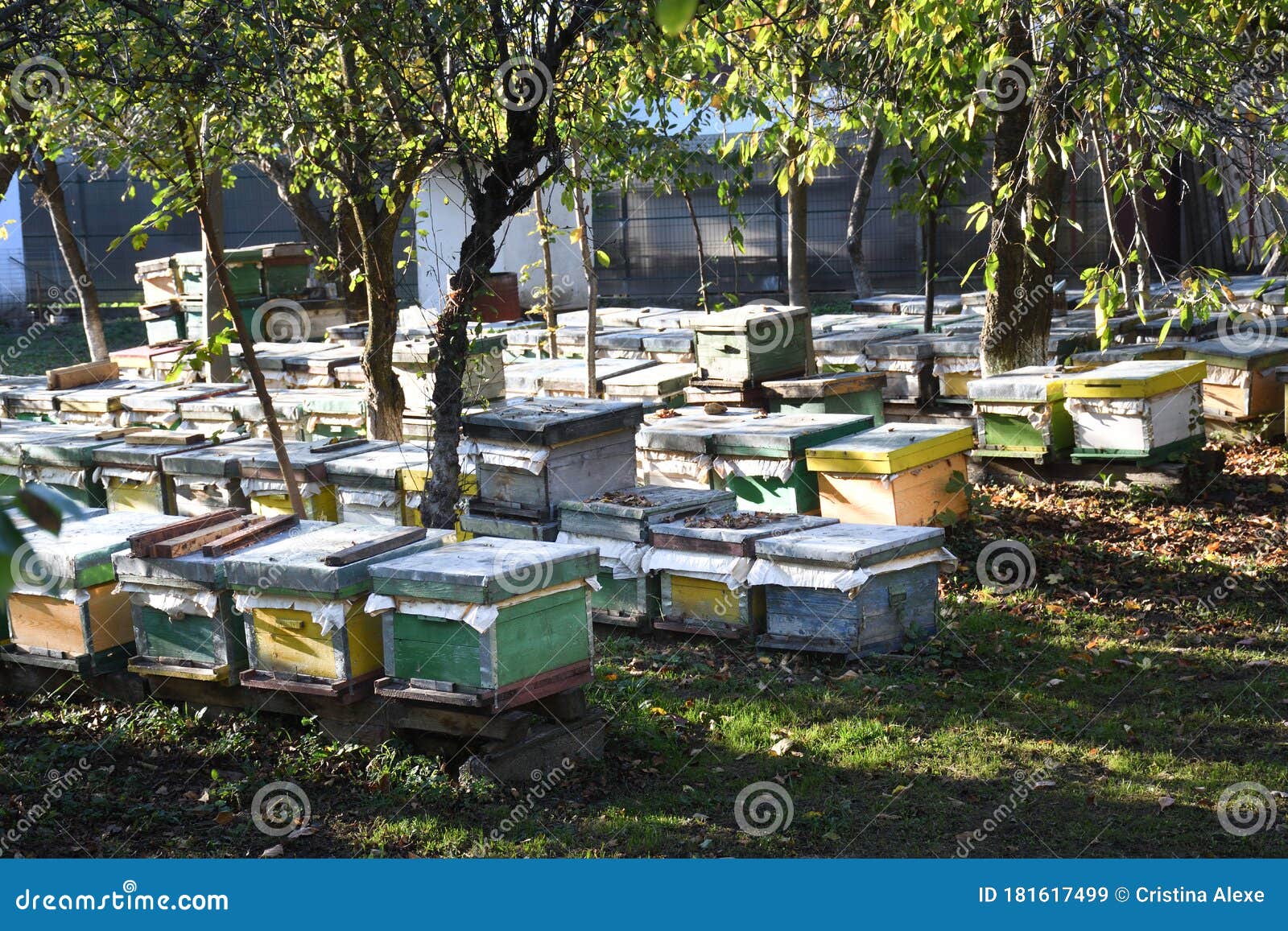 Bee Hives in a Country Side Garden, between Trees and Grass Stock Image ...