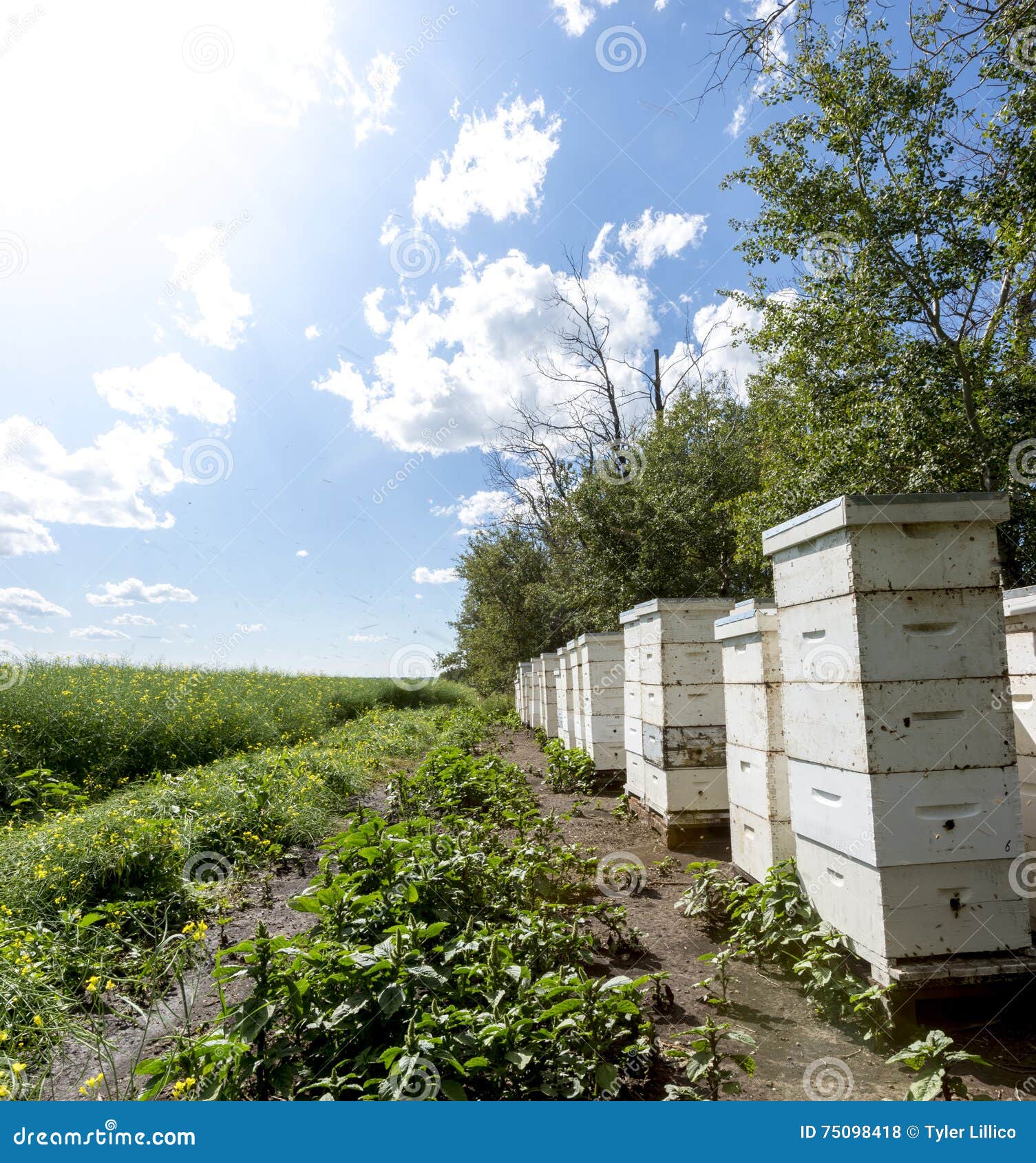 Bee Hives on the Edge of a Farm Field Stock Photo - Image of apiary ...