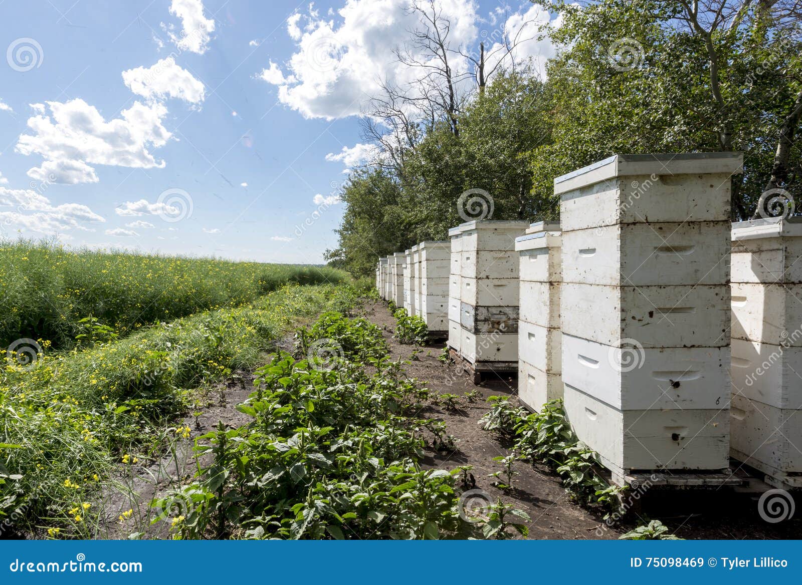 Bee Hives on the Edge of a Farm Field Stock Image - Image of farm ...