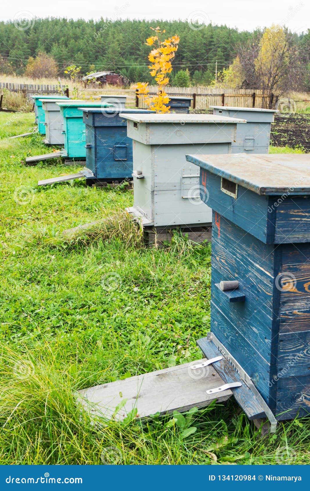 Bee hives in the field stock photo. Image of summer - 134120984