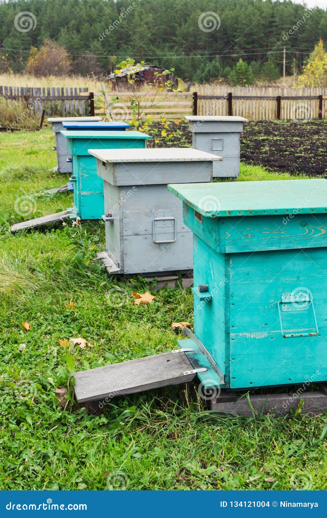 Bee hives in the field stock photo. Image of field, insect - 134121004