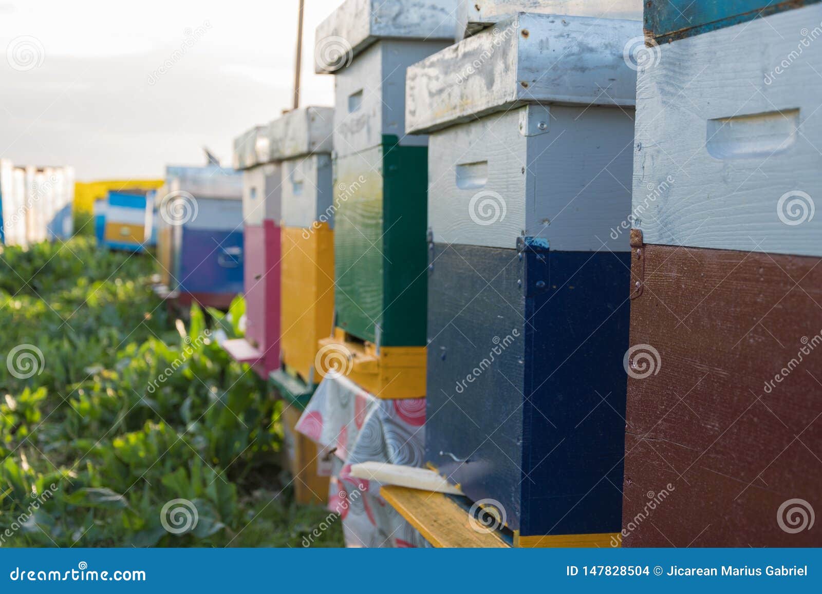 Bee Hives in a Field.Bees in a Beehive Stock Photo - Image of green ...