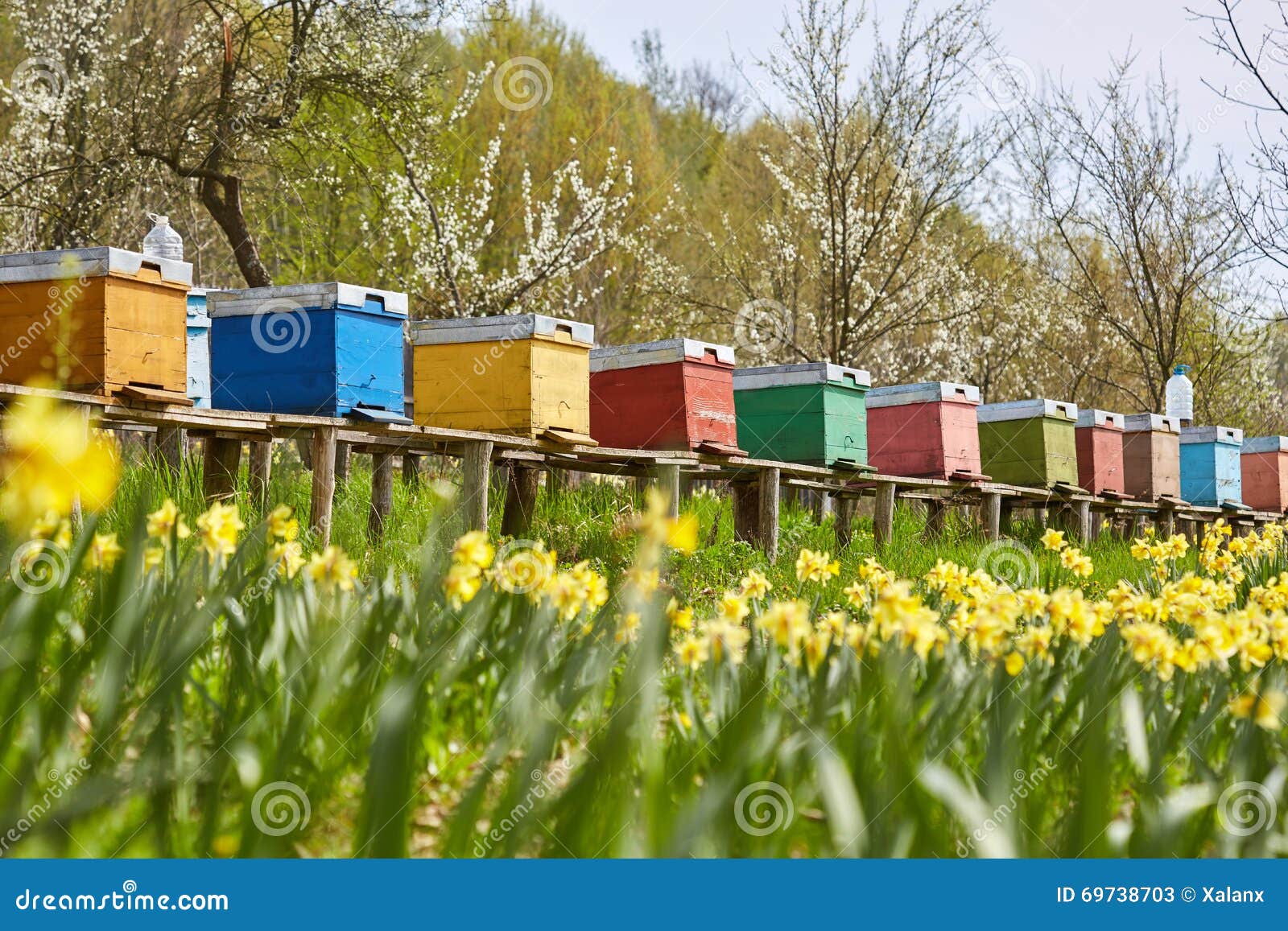 Bee Hives in the Field and Orchard Stock Image - Image of narcissus ...