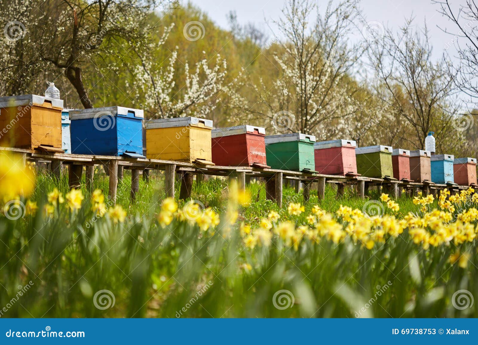 Bee Hives in the Field and Orchard Stock Image - Image of beehives ...