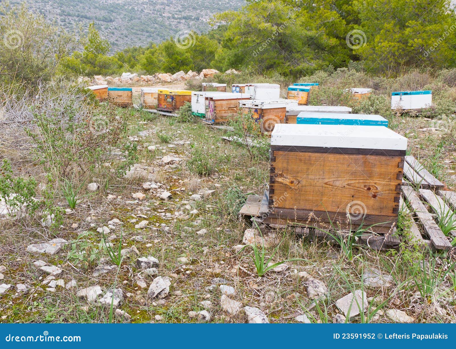Bee hives in a forest stock photo. Image of meadow, beehive - 23591952