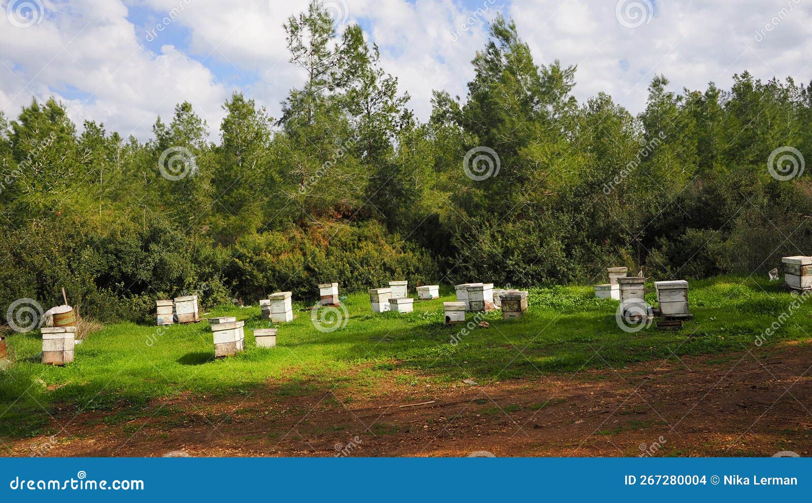 Bee hives in the forest stock photo. Image of wood, glade - 267280004