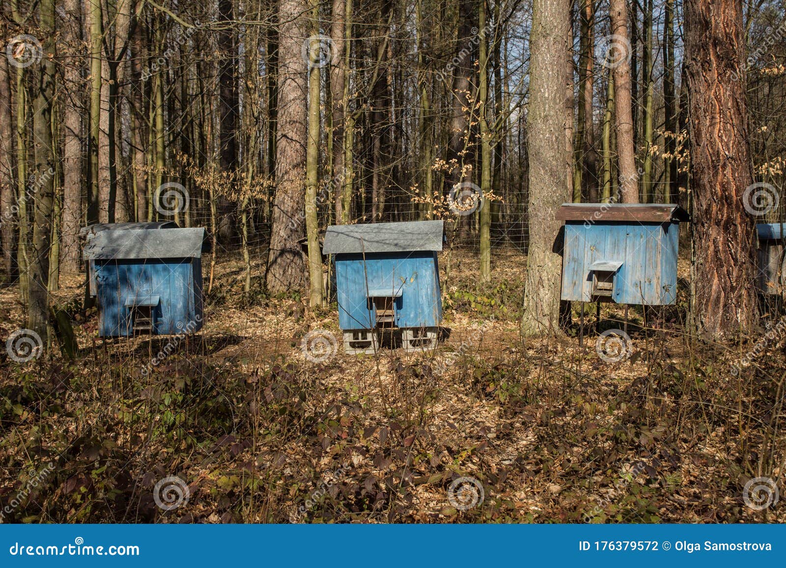 Bee Hives in the Forest. Old Bee Hives. Background Stock Photo - Image ...