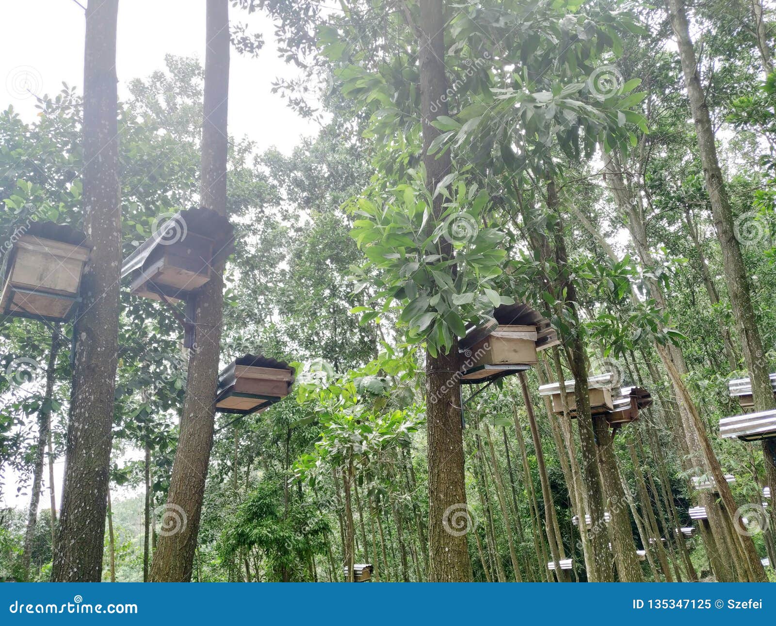 Bee hives in forest stock image. Image of malaysia, beekeeping - 135347125