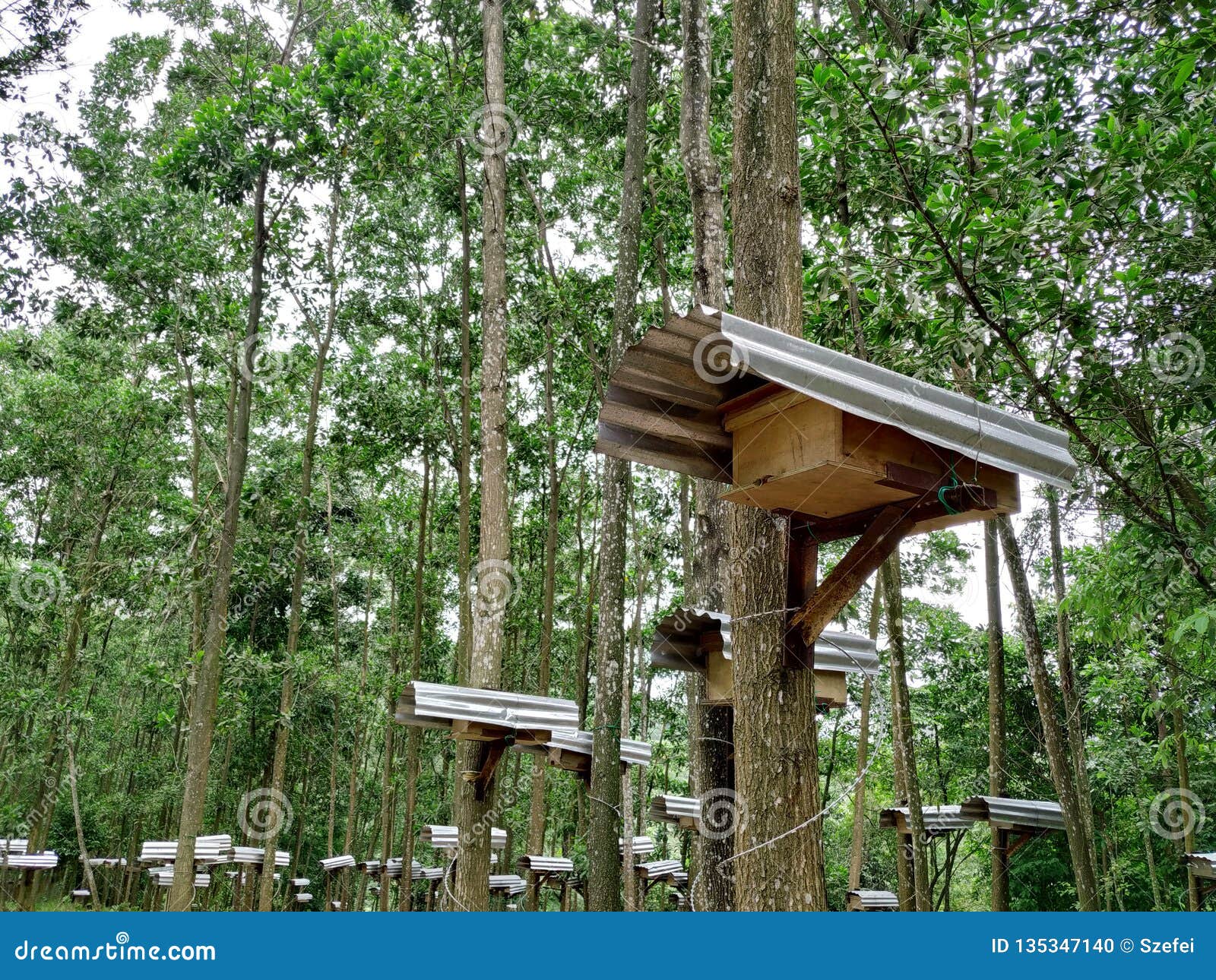 Bee hives in forest stock photo. Image of forest, hive - 135347140