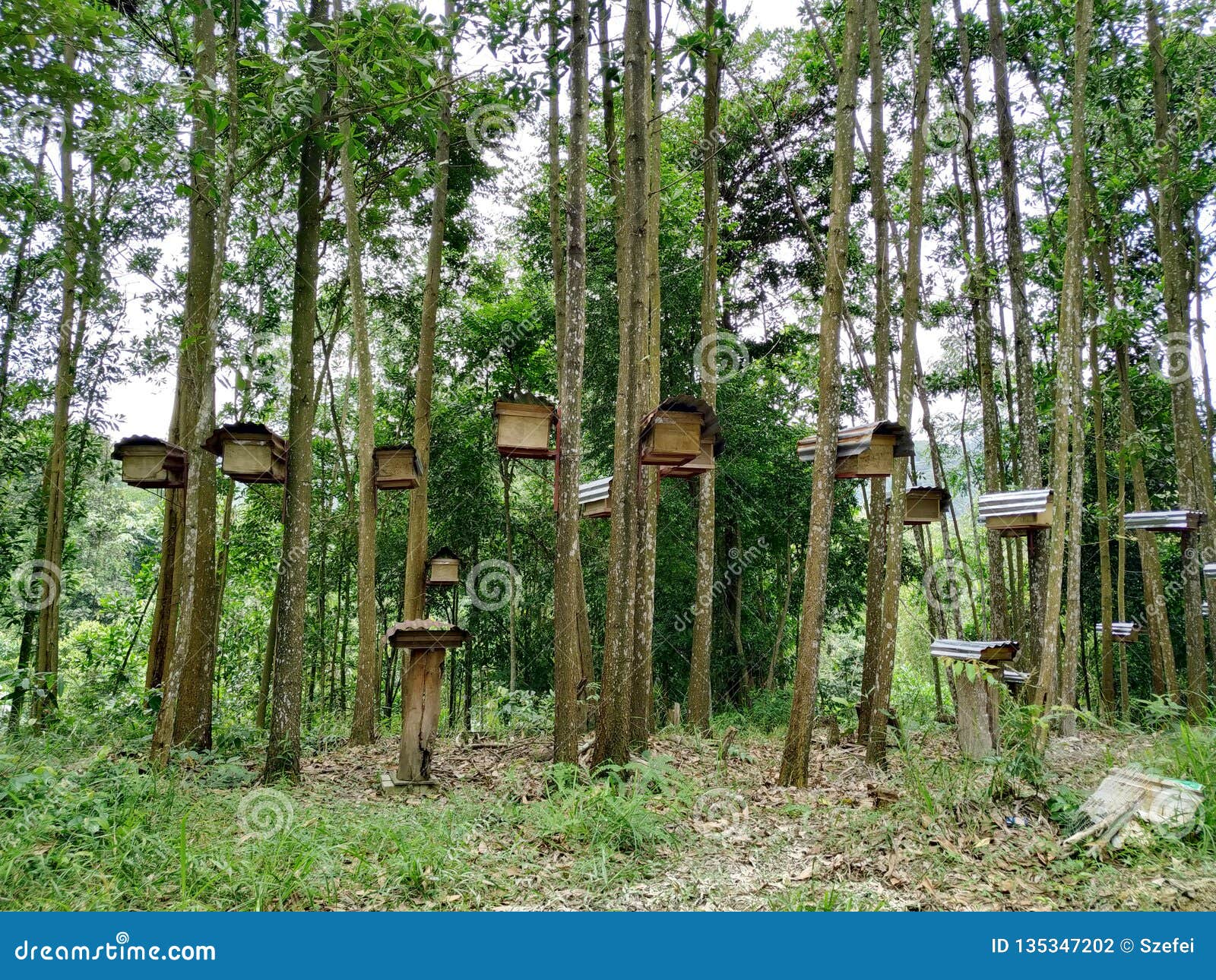 Bee hives in forest stock photo. Image of hive, farm - 135347202