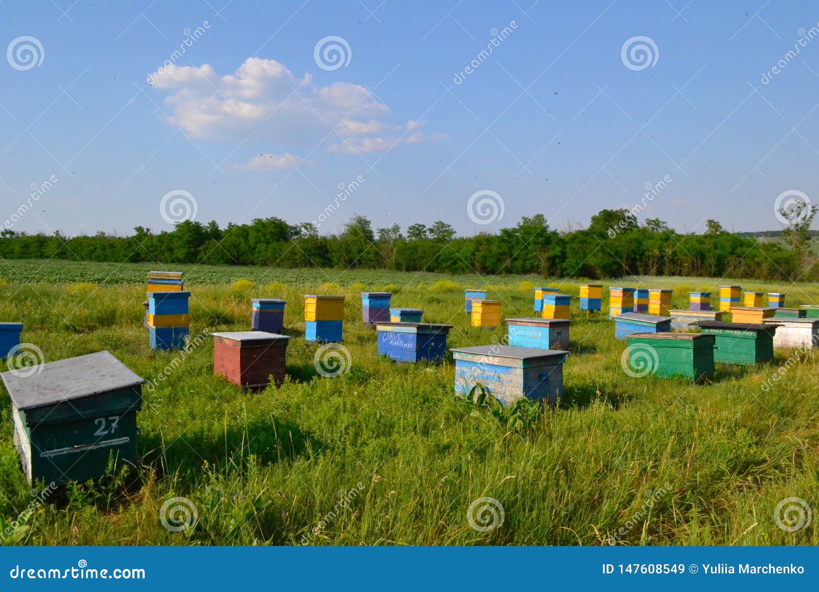 Bee hives in the field stock image. Image of beehive - 147608549